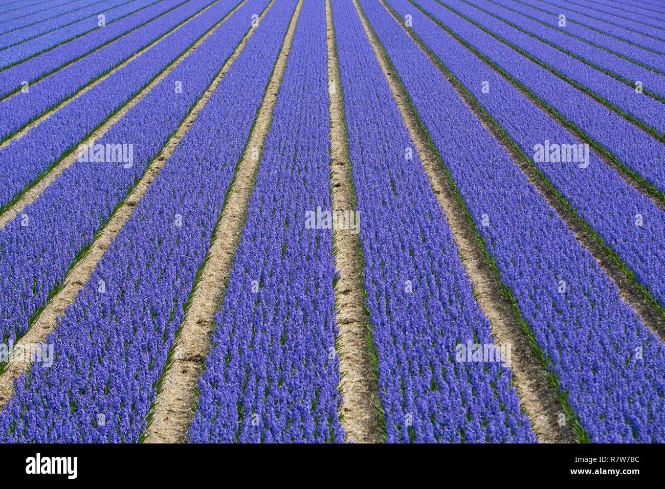 Gardens of southern culture hi-res stock photography and images - Alamy