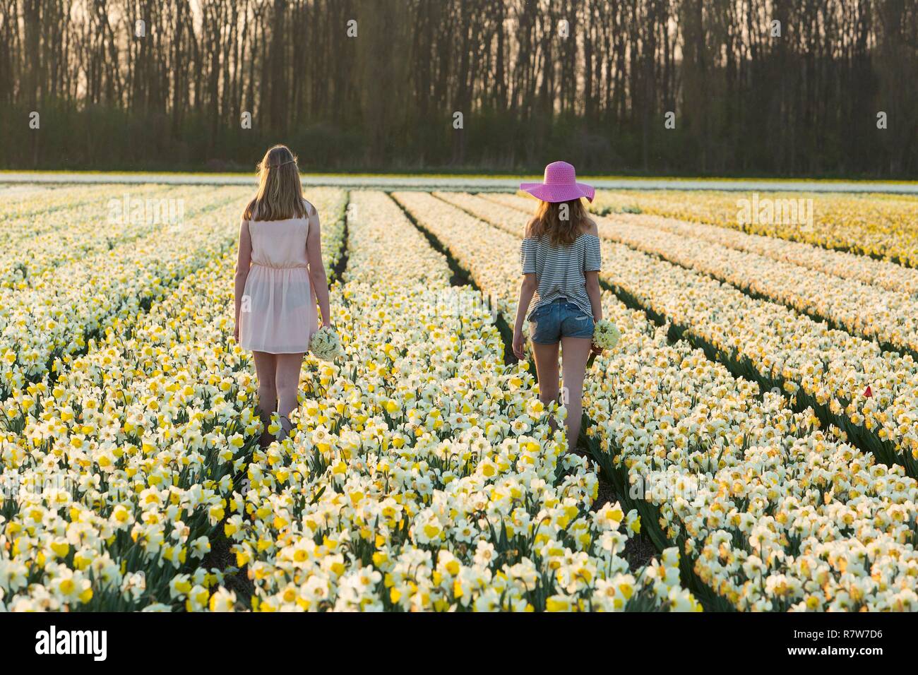 Netherlands, Southern Holland, Lisse, teenage girls in a fields of ...