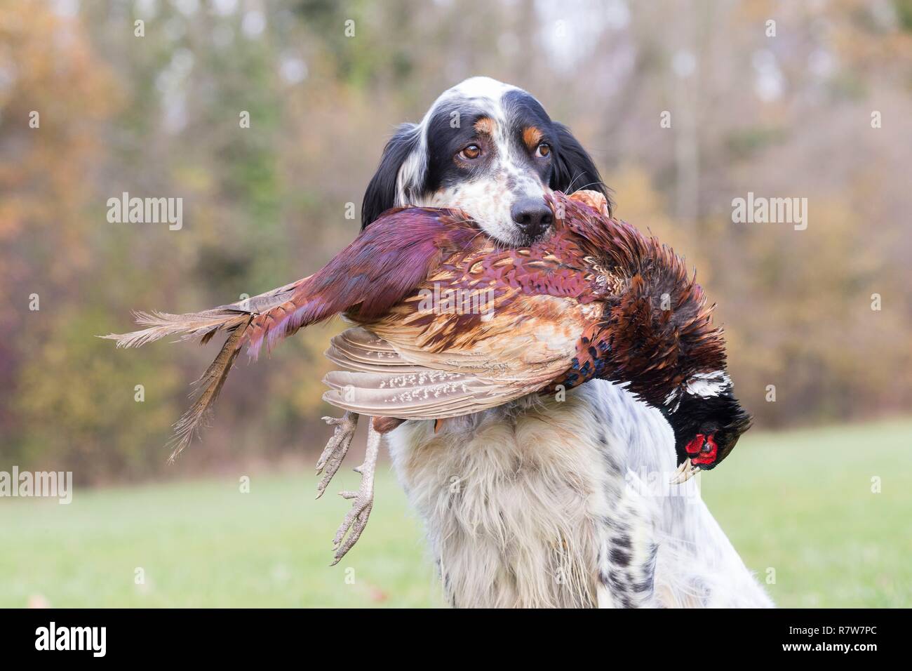 English setter pheasant hi-res stock photography and images - Alamy