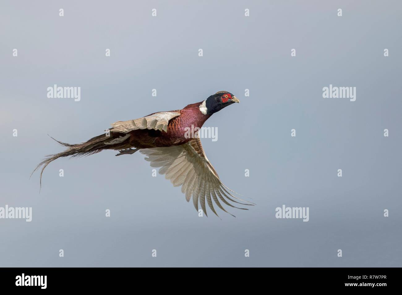 Flying pheasant hi-res stock photography and images - Alamy