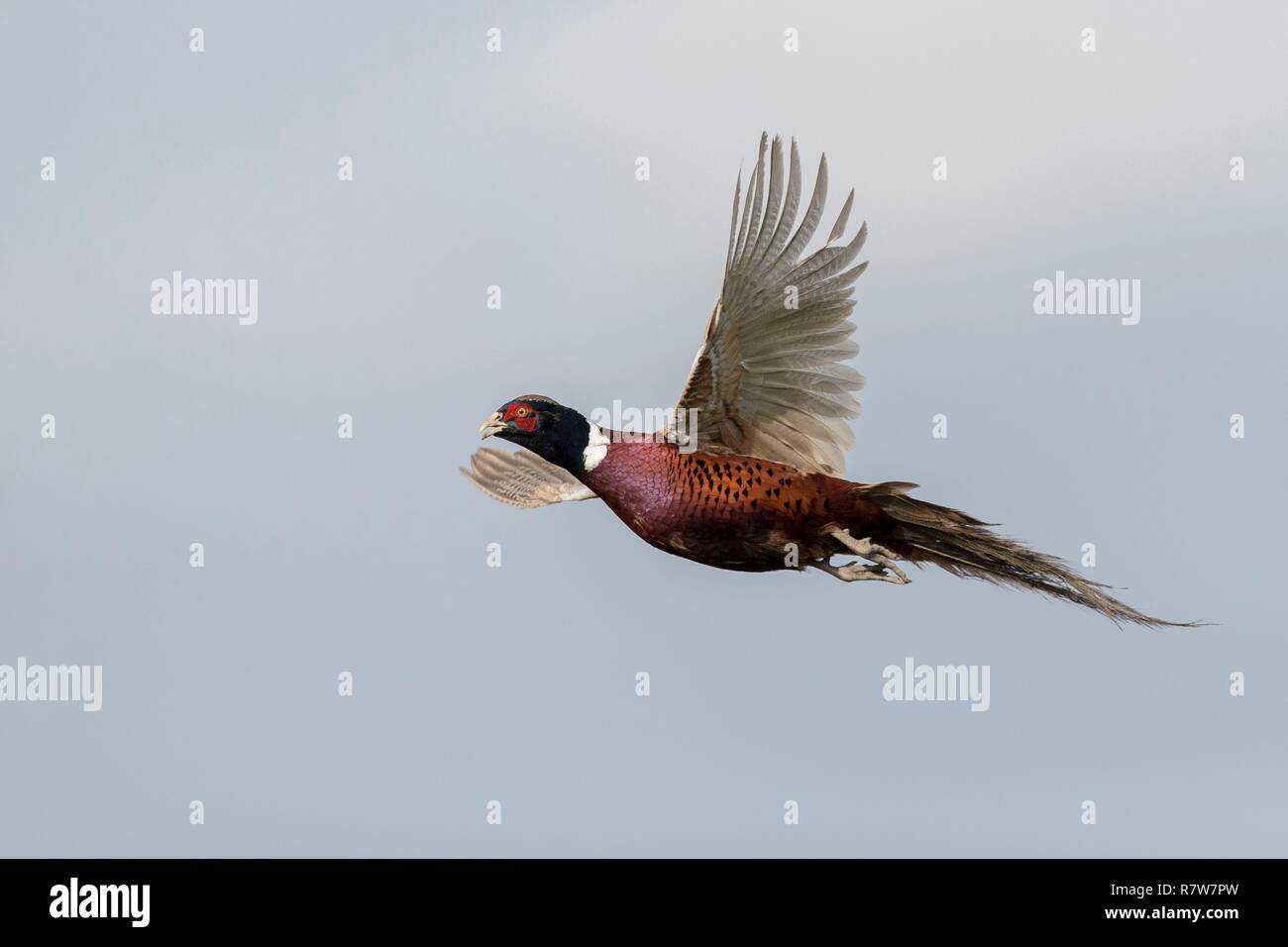Flying pheasant hi-res stock photography and images - Alamy
