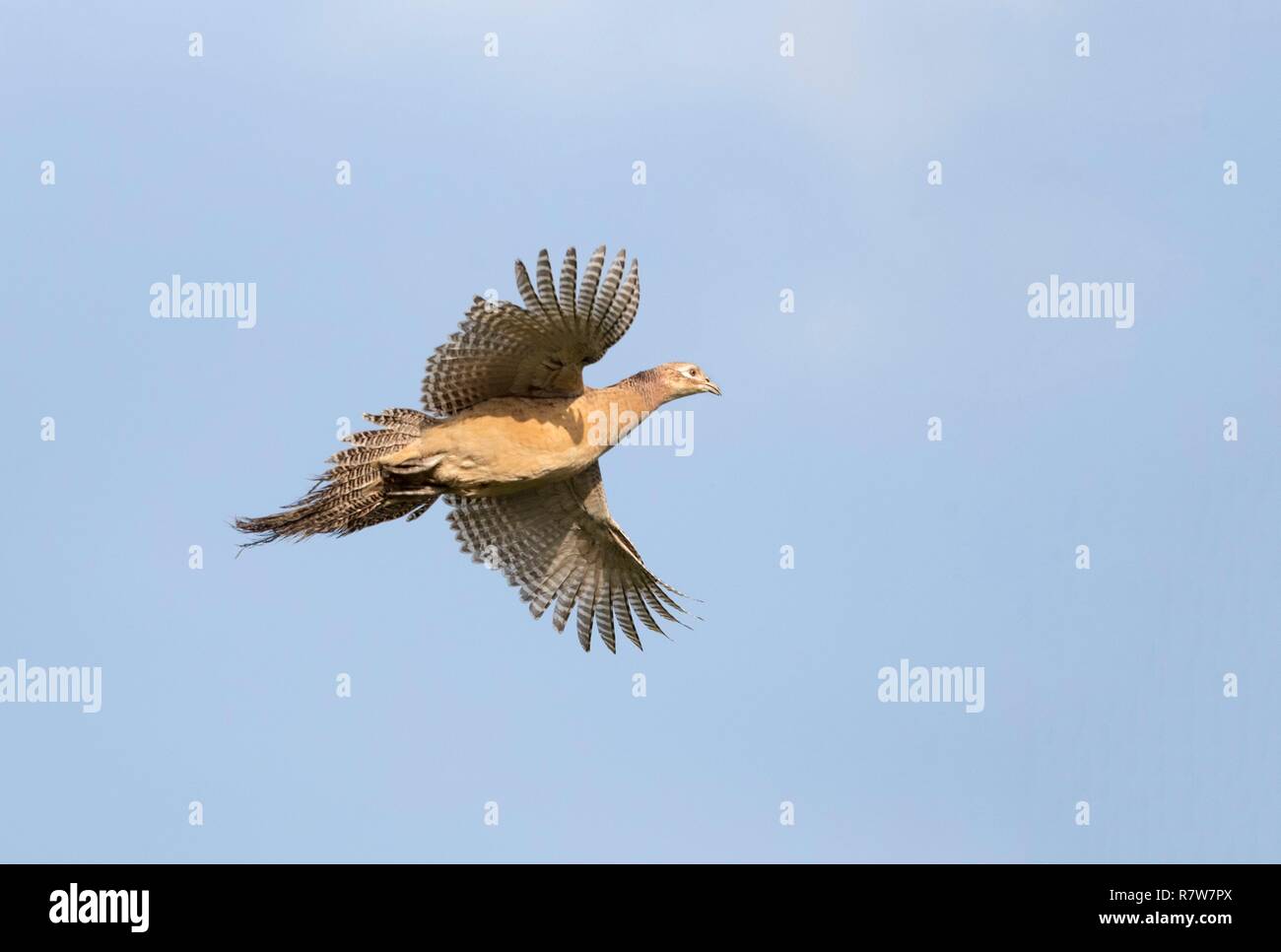 France, Bas Rhin, Common Pheasant (Phasianus colchicus), female Stock ...