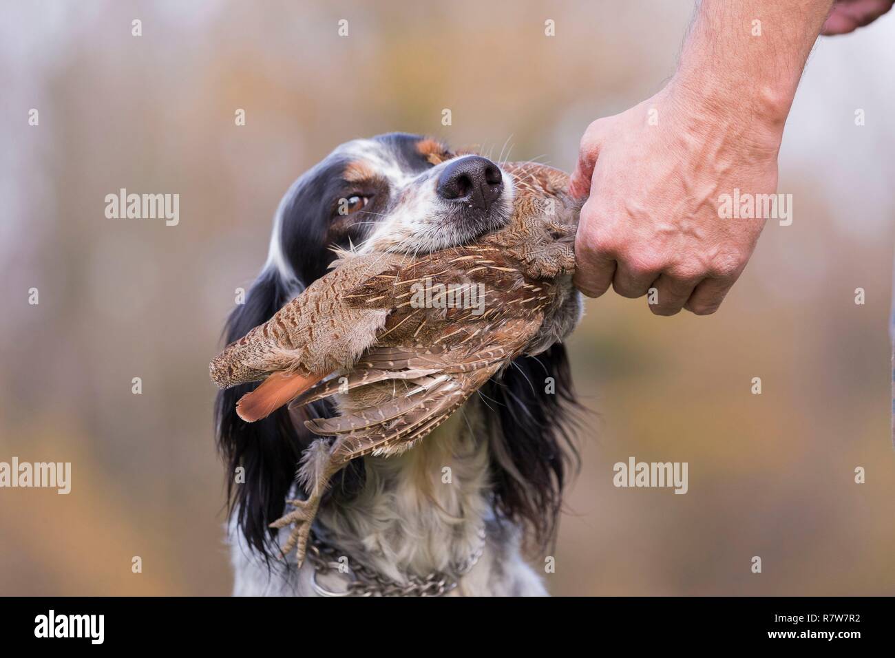 France, Bas Rhin, English Setter dog breed with a grey partridge ...