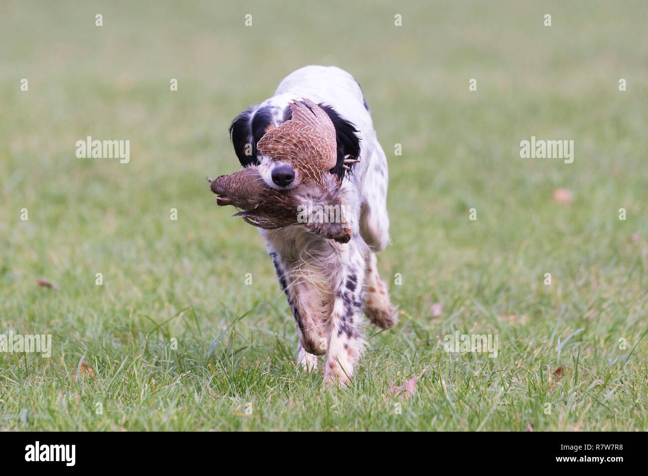 France, Bas Rhin, English Setter dog breed with a grey partridge ...