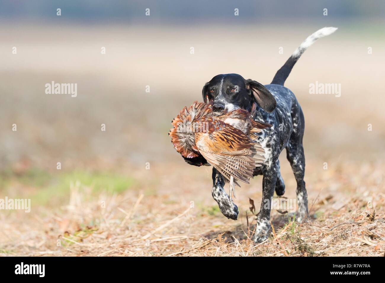 France, Bas Rhin, Labrador with a Common Pheasant (Phasianus colchicus ...