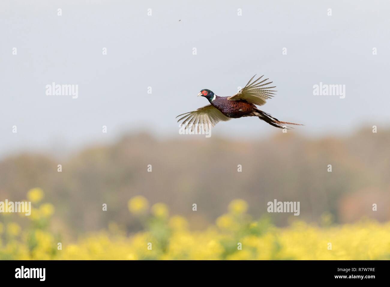 France, Bas Rhin, Common Pheasant (Phasianus colchicus), male in flight ...