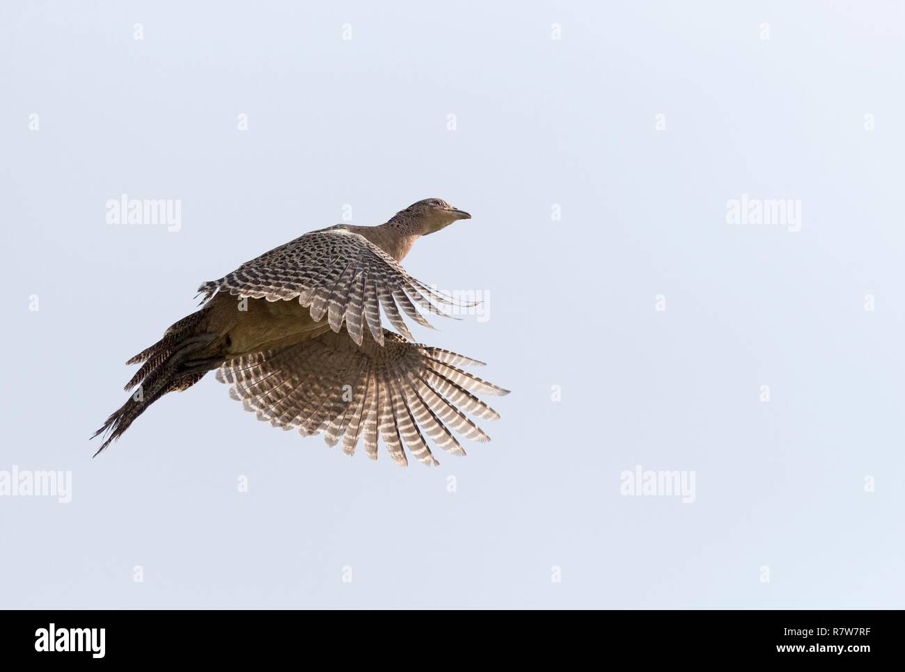 France, Bas Rhin, Common Pheasant (Phasianus colchicus), female Stock ...