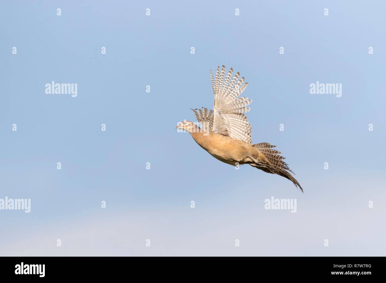 Flying pheasant hi-res stock photography and images - Alamy