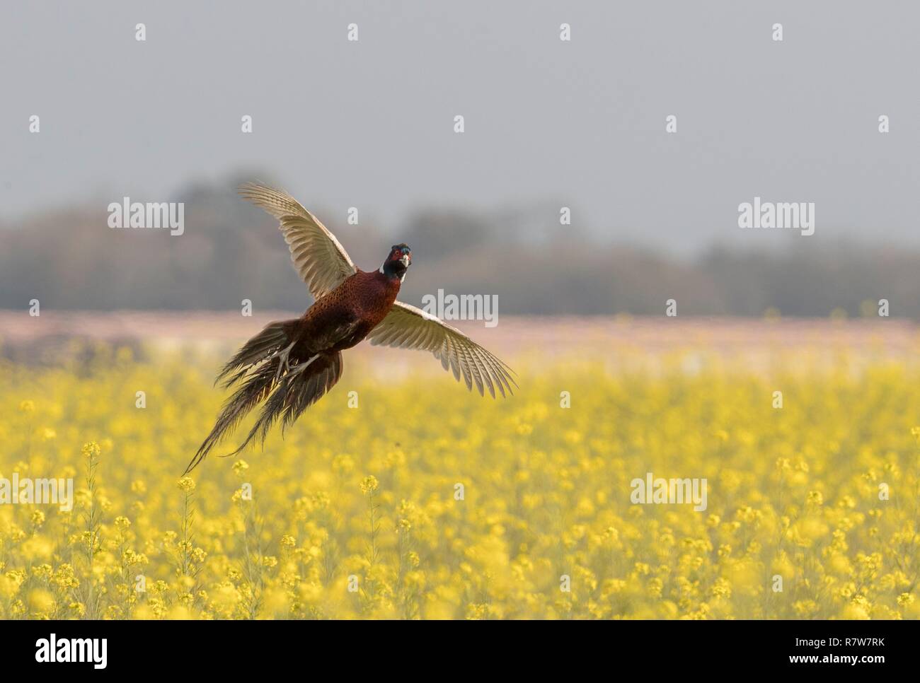1 one common pheasant hi-res stock photography and images - Alamy