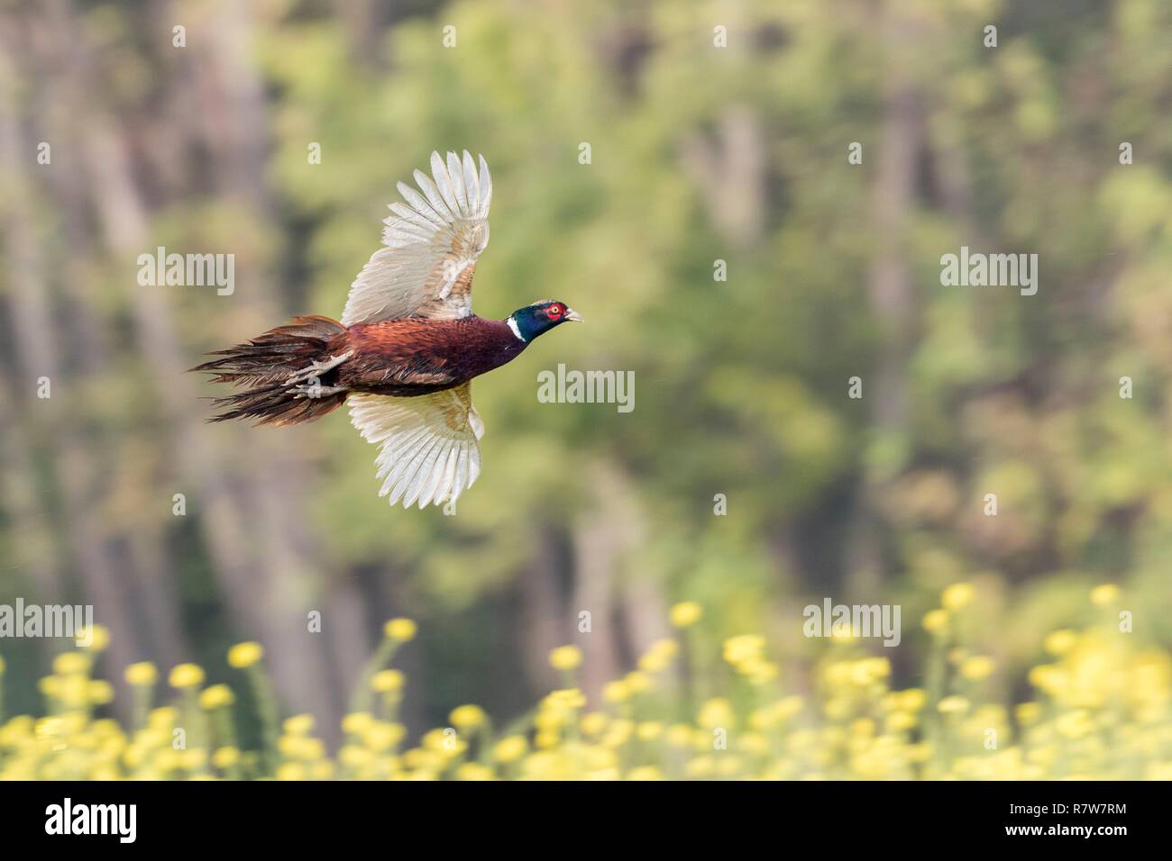 1 one common pheasant hi-res stock photography and images - Alamy
