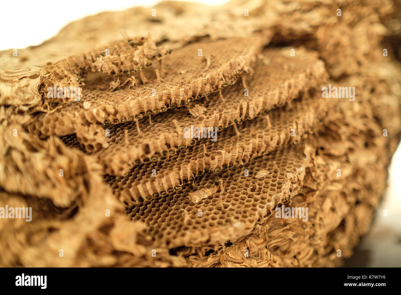 Wasp's Nest Detail. Wasp Nest. Circular Design. Spiral Design. Insect ...
