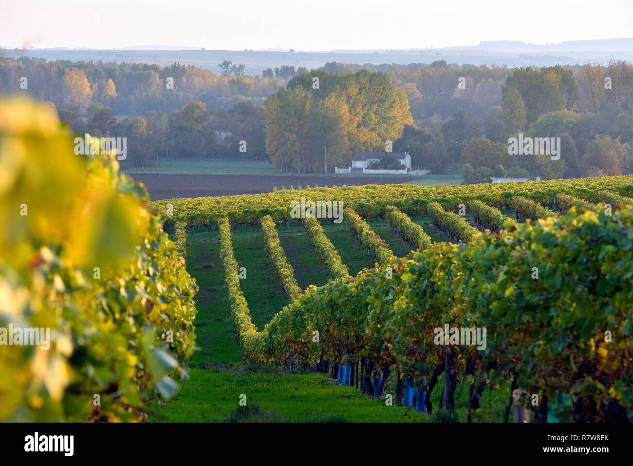 Cognac france countryside hi-res stock photography and images - Alamy