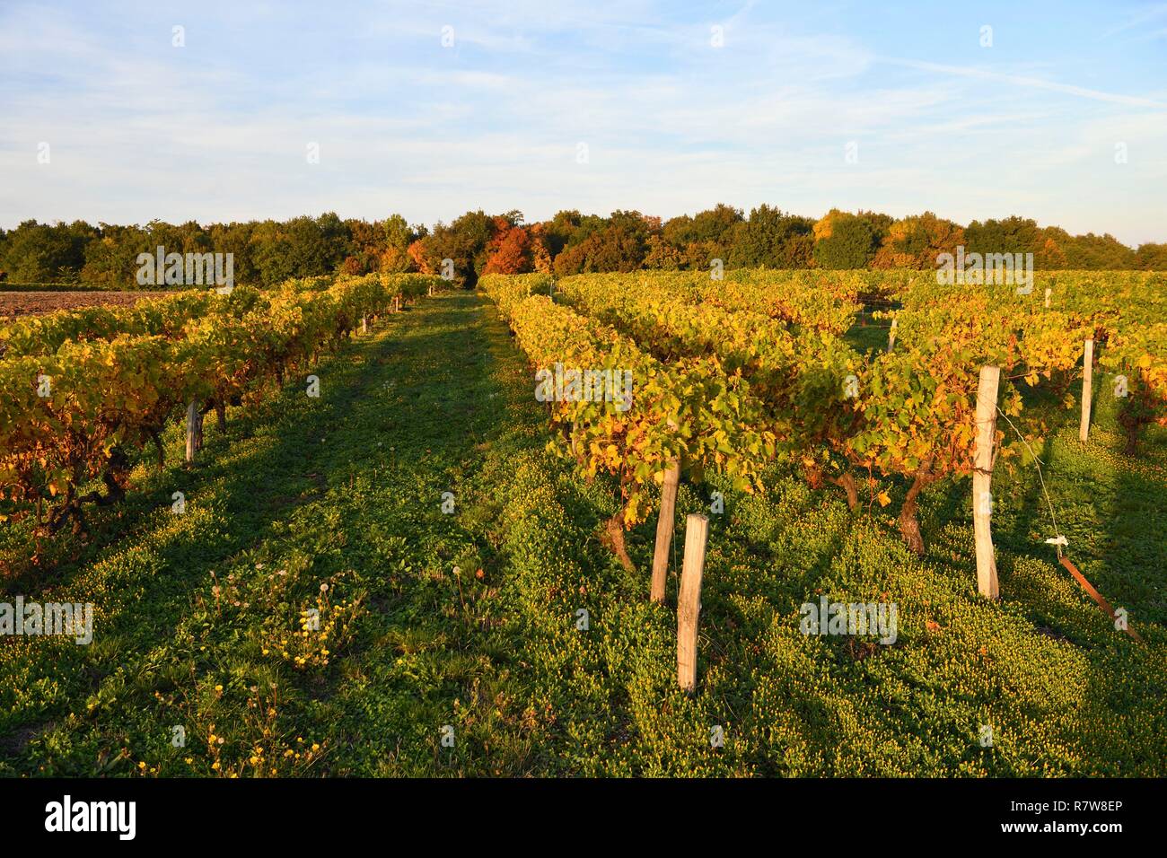 France, Charente, Cognac, Cognac vineyard Stock Photo - Alamy