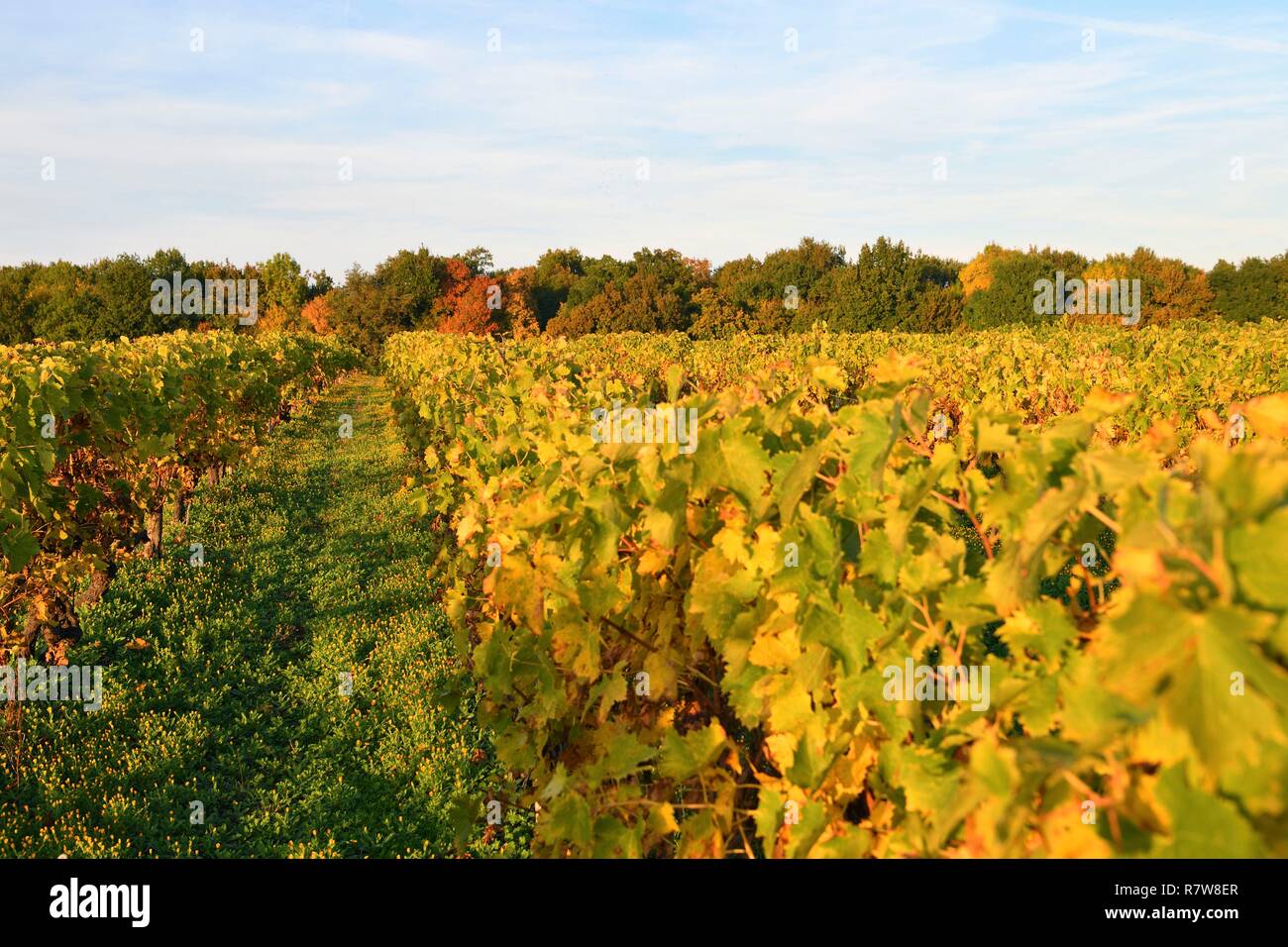 France, Charente, Cognac, Cognac vineyard Stock Photo - Alamy