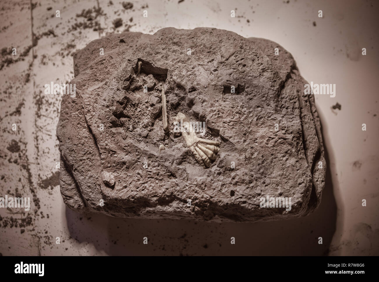 Dinosaur fossils, Jurassic era, Paleontological excavations Stock Photo ...