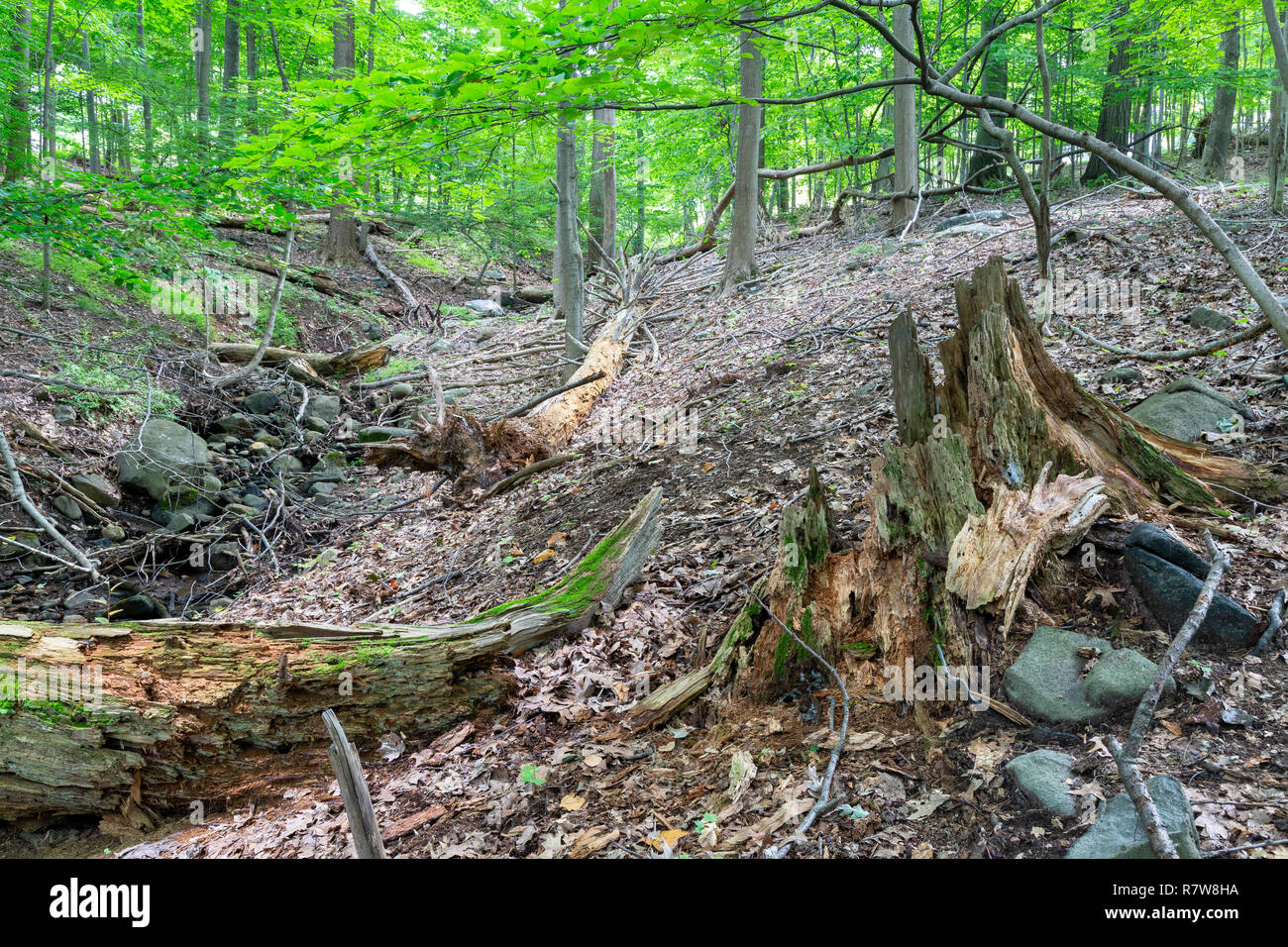 A large tree collapsed into a drainage below a green forest canopy ...