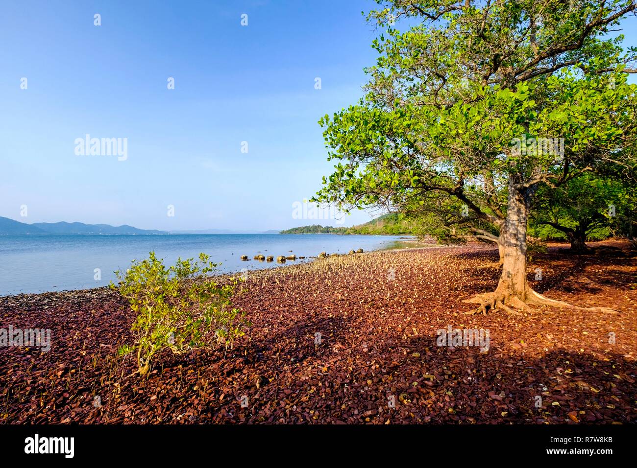 Cambodia, Kep province, Kep, Rabbit island or Koh Tonsay, mangrove ...