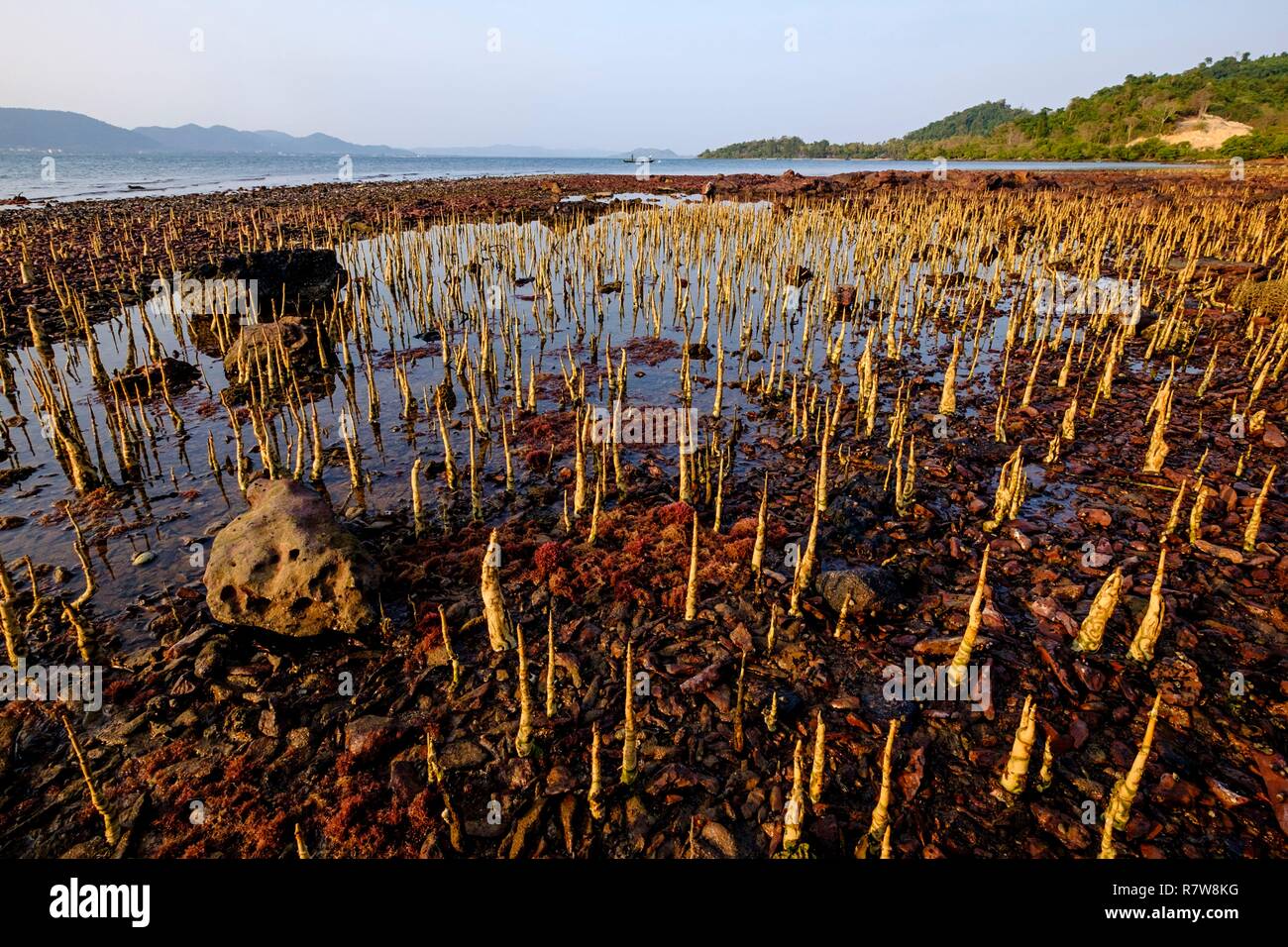 Cambodia, Kep province, Kep, Rabbit island or Koh Tonsay, mangrove ...