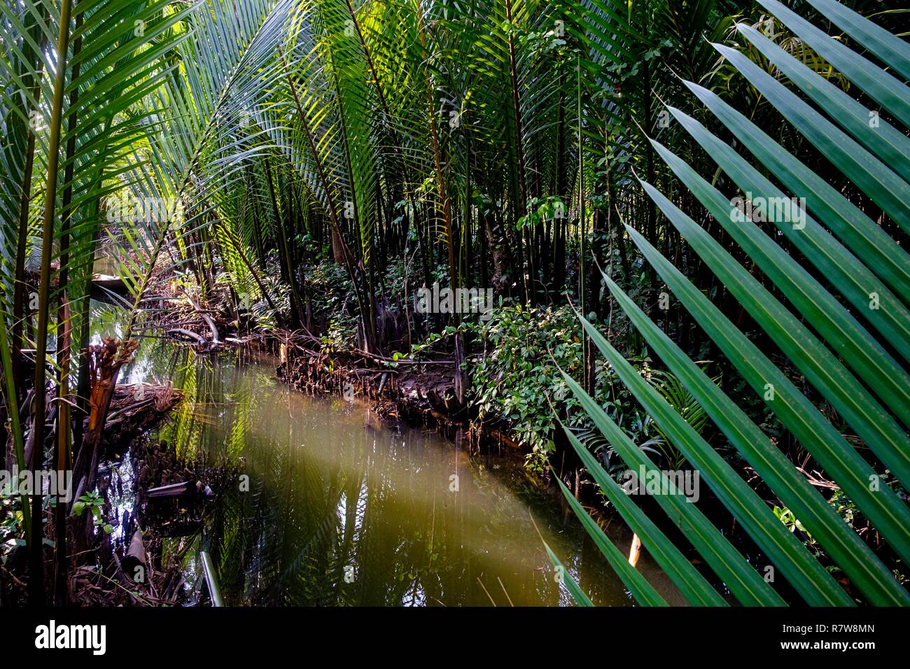 Cambodia, Kampot province, Kampot, water coconuts trees Stock Photo - Alamy