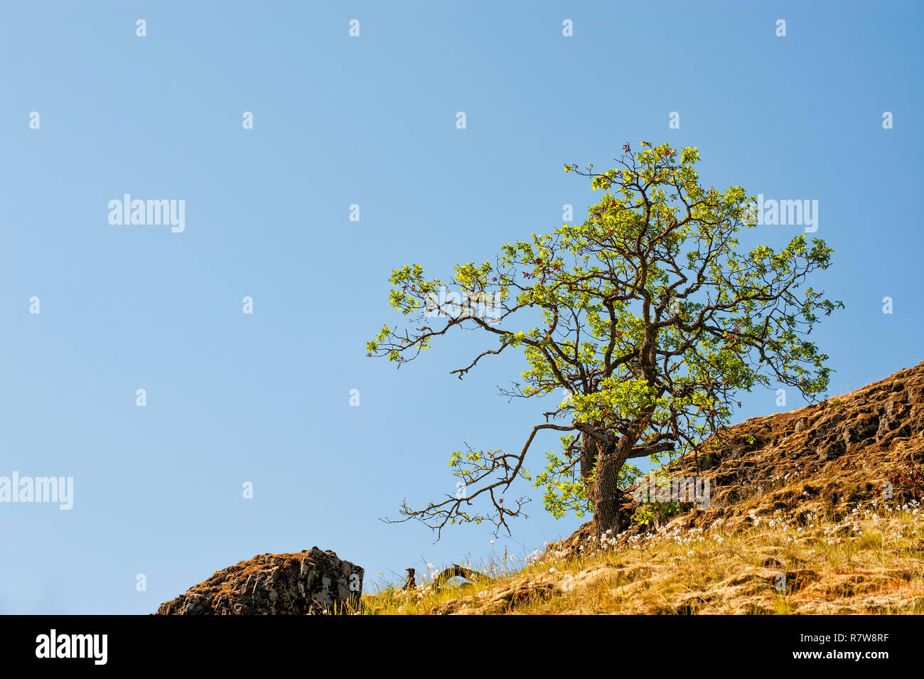A lone tree grows at the base of basalt rock cropping on a hill above ...