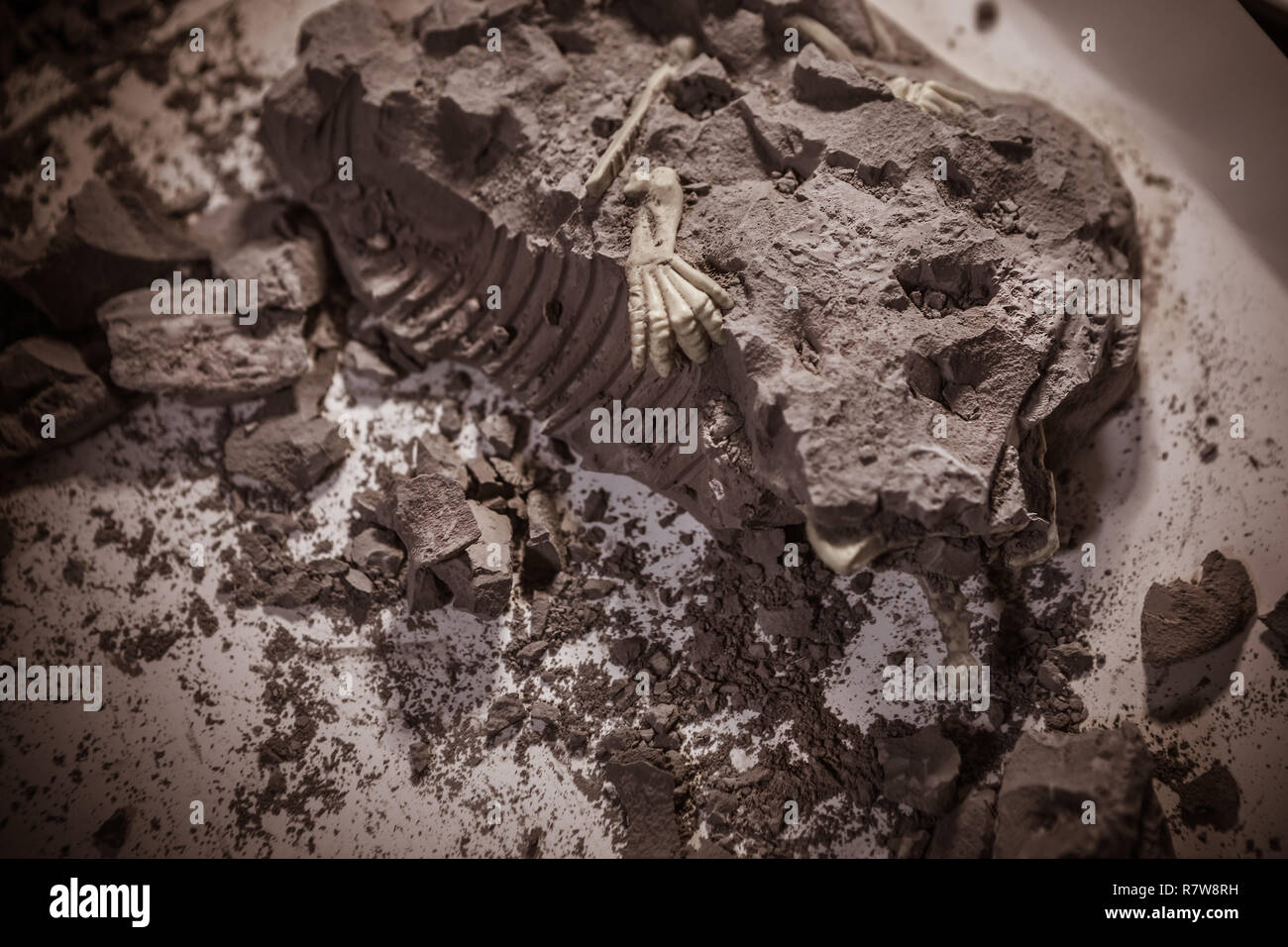 Archaeology dig dinosaur hi-res stock photography and images - Alamy