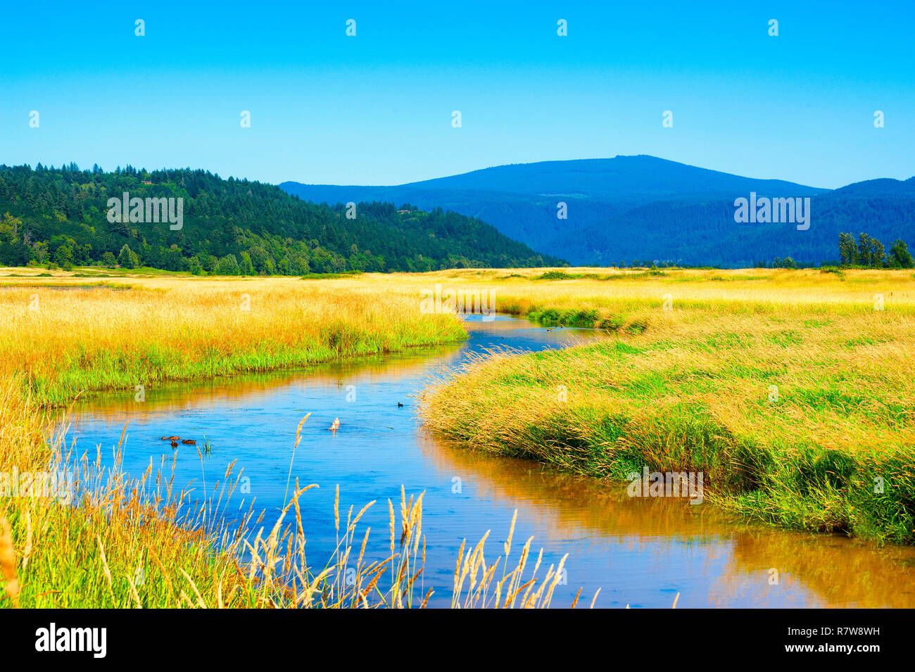 Wetlands of Steigerwald Lake National Wildlfie Refuge in Clark County ...