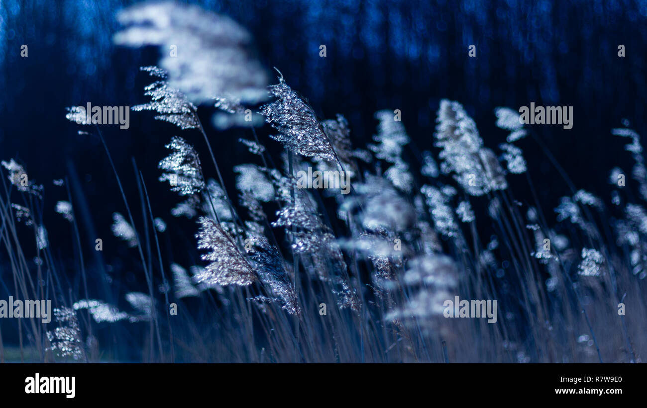 Grass in the wind Stock Photo - Alamy