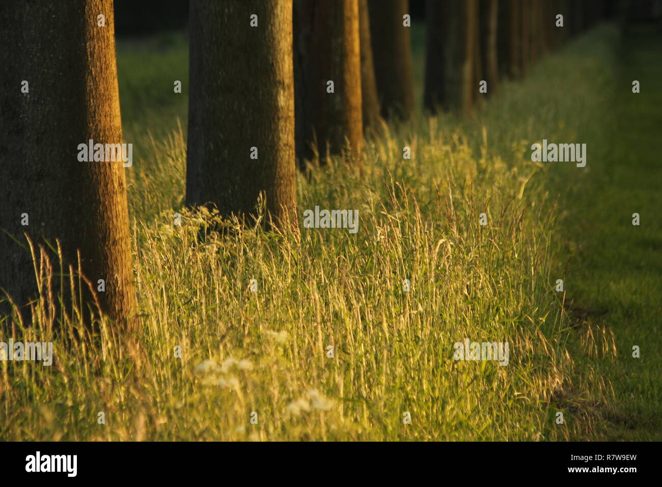 Trunk grass hi-res stock photography and images - Alamy