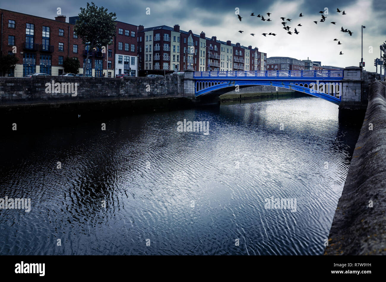 Birds of dublin hi-res stock photography and images - Alamy
