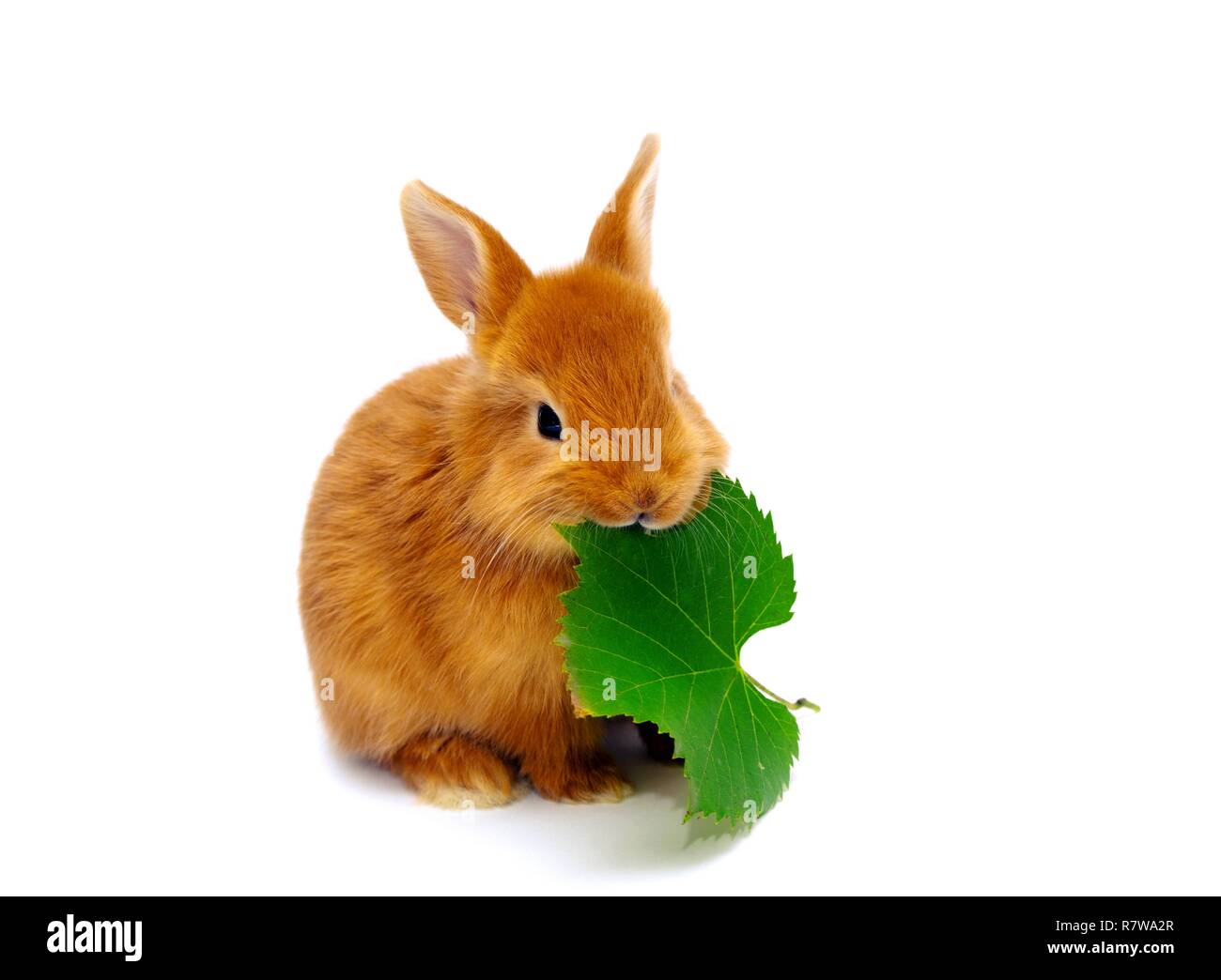 Little Live Pets Cut Out Stock Images & Pictures - Alamy