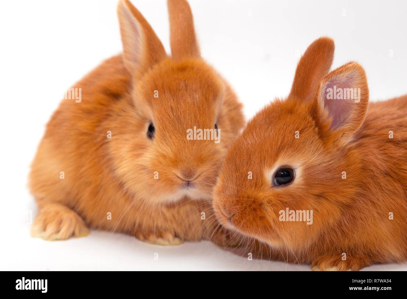two little red rabbit on a white background Stock Photo - Alamy