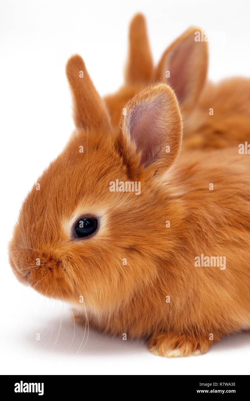 two little red rabbit on a white background Stock Photo - Alamy