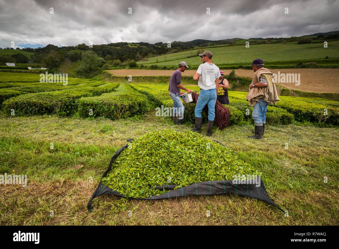 Portugal, Azores, Sao Miguel Island, Gorreana, Gorreana Tea Plantation ...