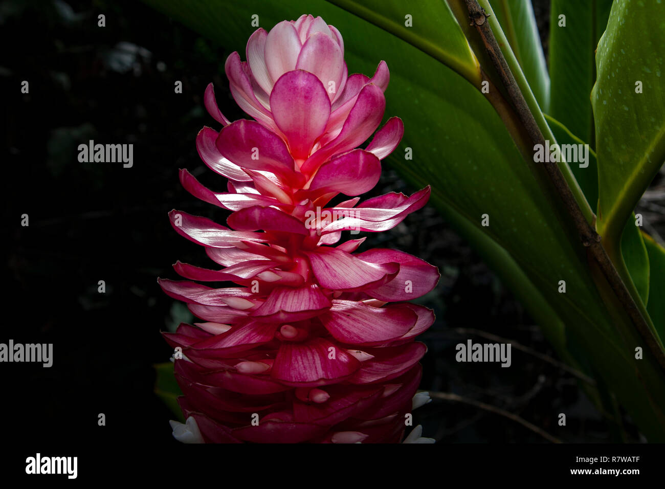 Flowers of Polynesia Stock Photo - Alamy