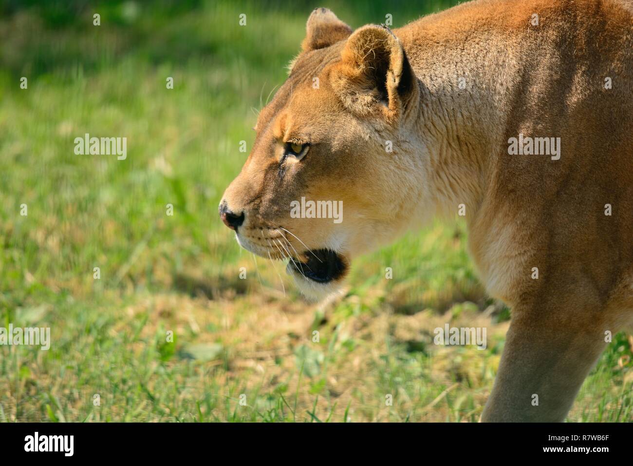 Side view of a lioness Stock Photo - Alamy