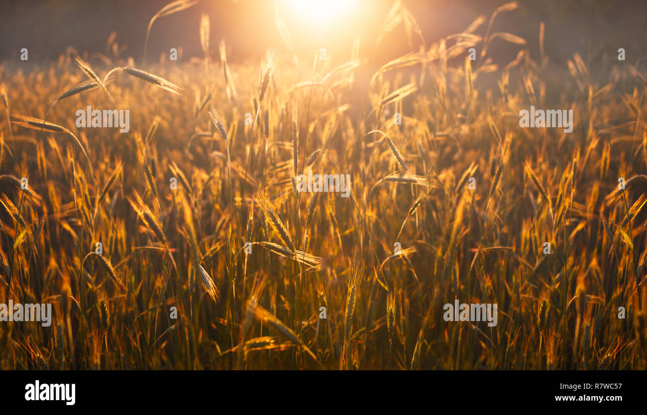 Sun and wheat hi-res stock photography and images - Alamy
