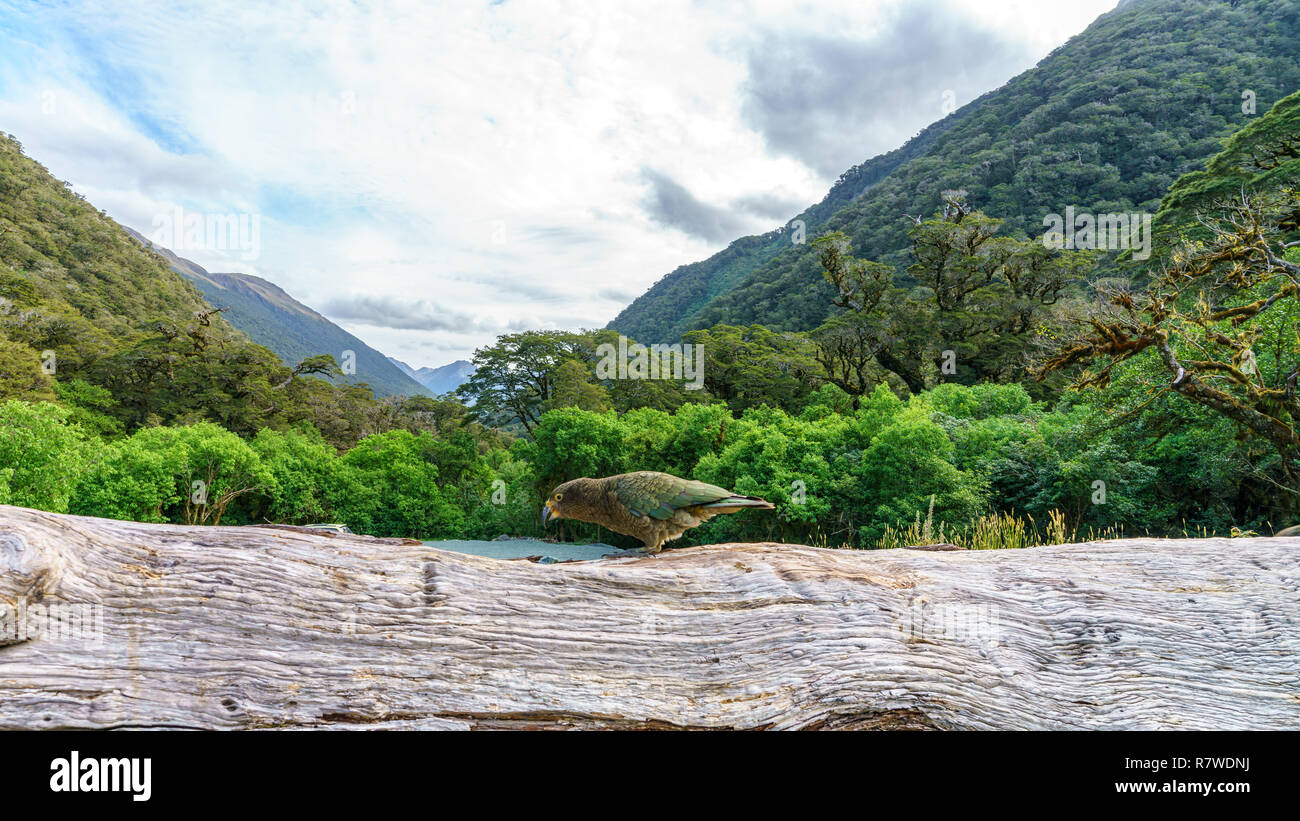 kea, mountain parrot on a tree trunk, southland, southern alps, new ...