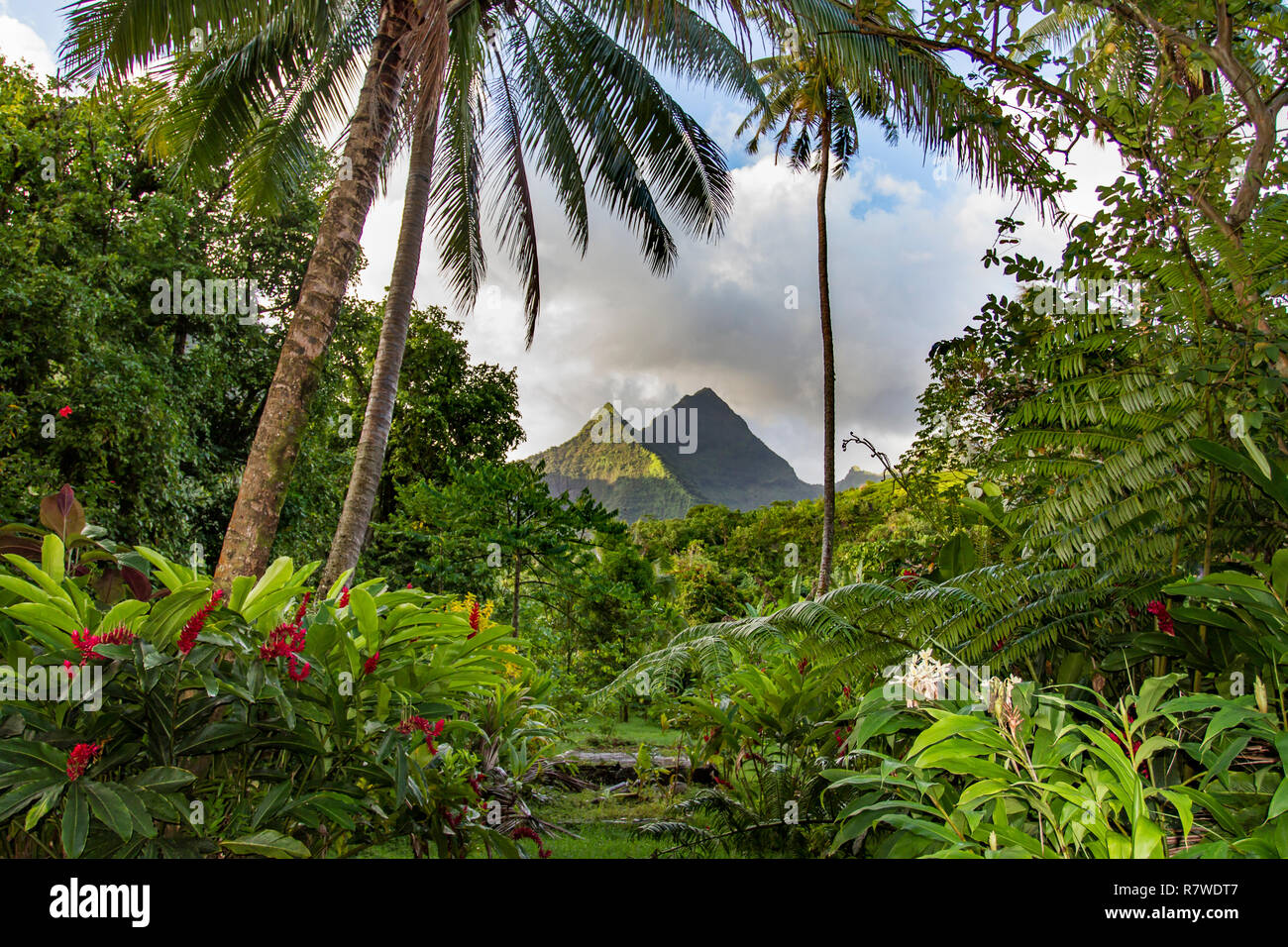 Valley and mountain of Tahiti island, French Polynesia Stock Photo - Alamy