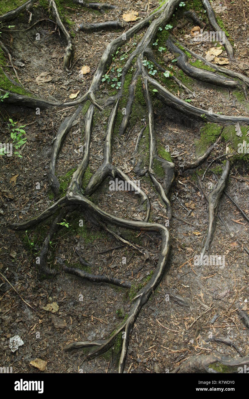 Swamp root hi-res stock photography and images - Alamy