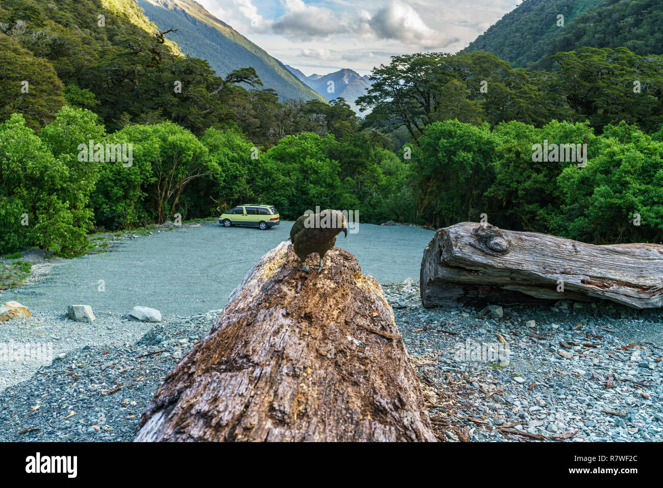kea, mountain parrot on a tree trunk, southland, southern alps, new ...