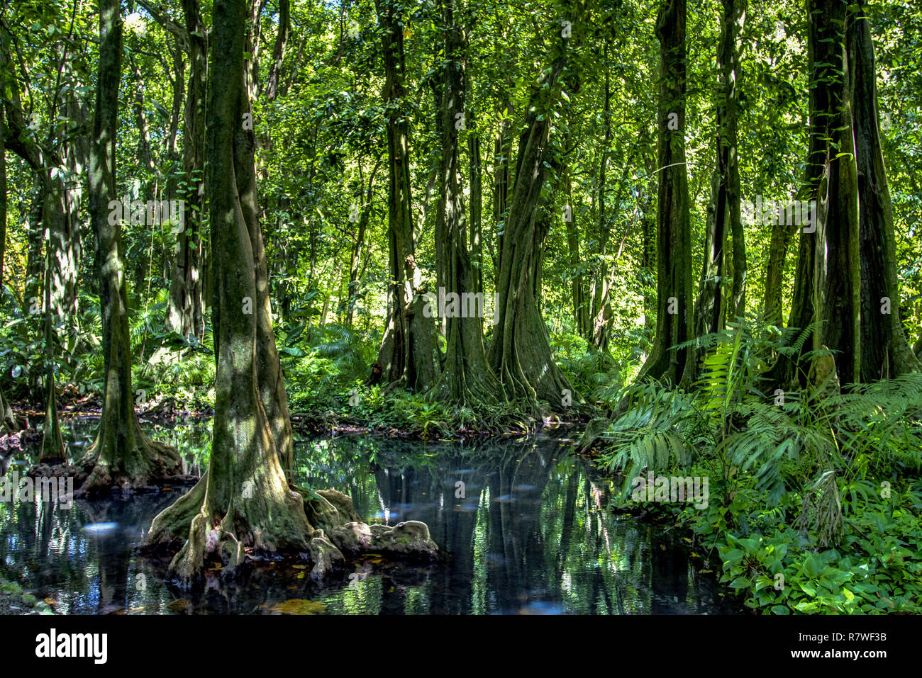 Forest of Tahiti island Stock Photo - Alamy