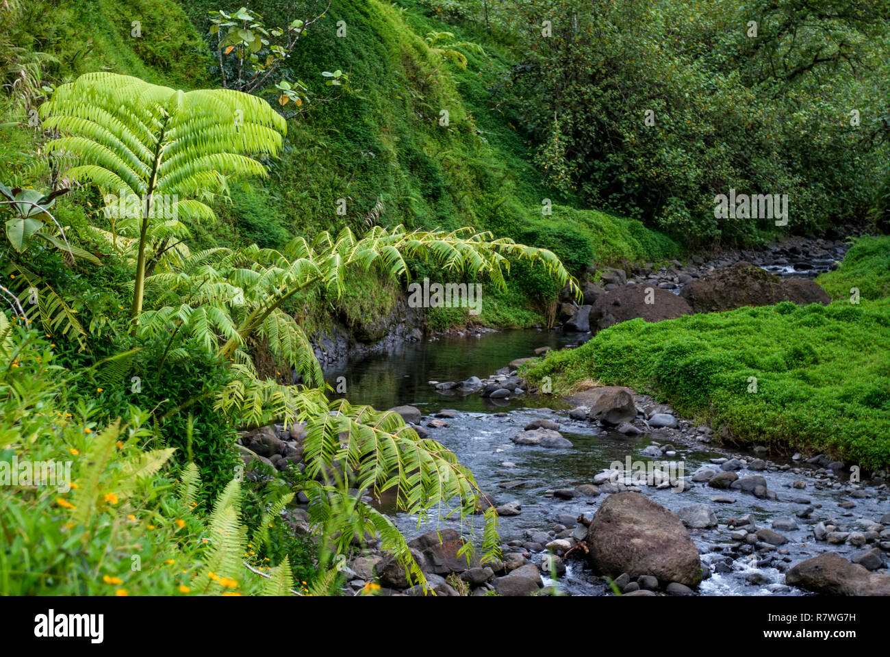 The valley of Papenoo, island of Tahiti, French Polynesia Stock Photo ...