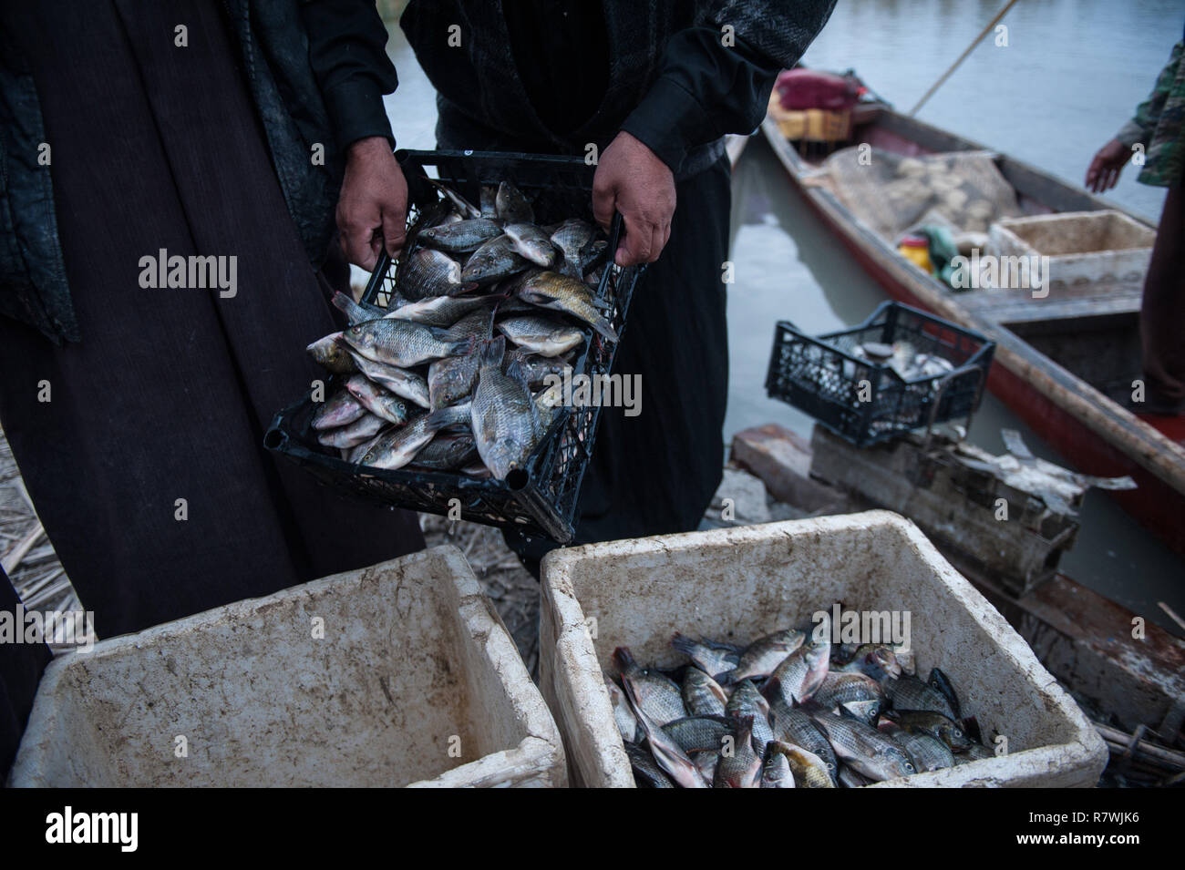 November 3, 2018 - Al-Chibayish, Marshes of Southern Iraq, Iraq - Fish ...