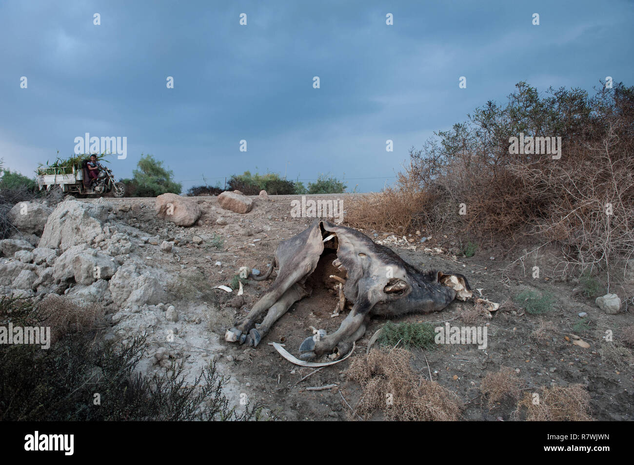 November 11, 2018 - Al-Chibayish, Marshes of Southern Iraq, Iraq - A ...