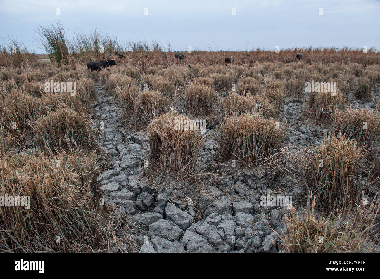 November 3, 2018 - Al-Chibayish, Marshes of Southern Iraq, Iraq - Dry ...