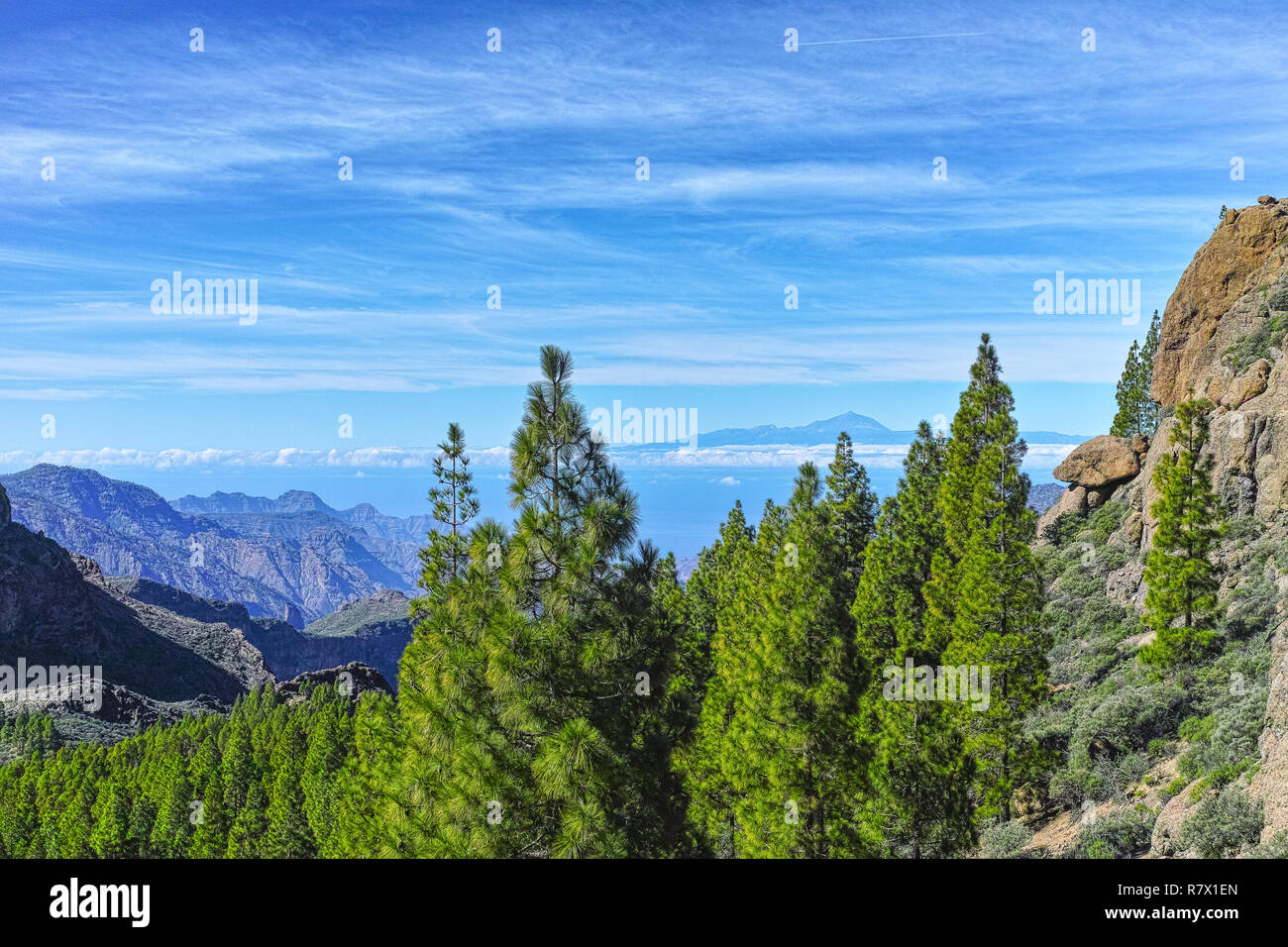 Green Canarian pine tree and Mountains landscape on Gran Canaria island ...