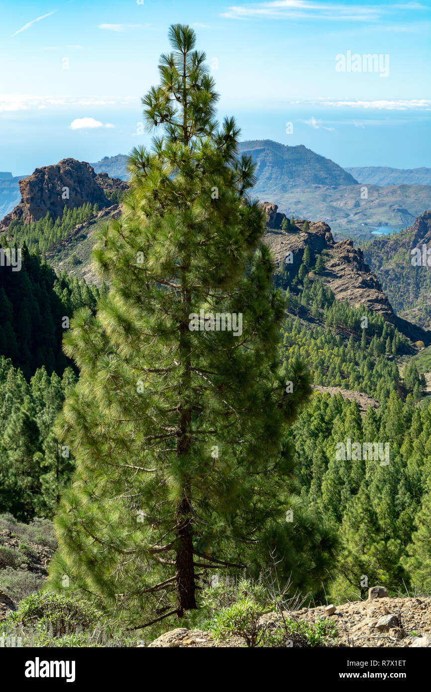 Green Canarian pine tree and Mountains landscape on Gran Canaria island ...