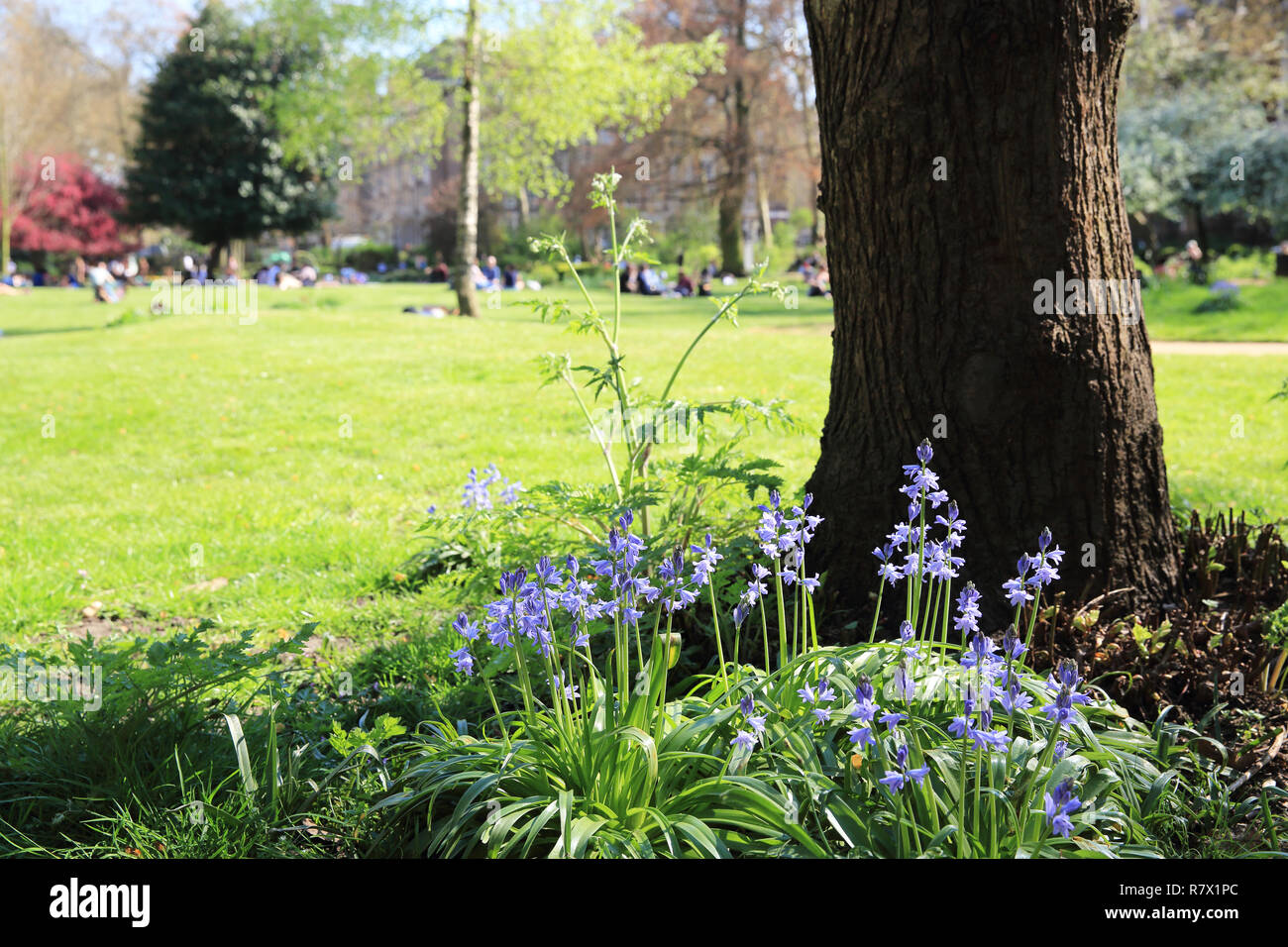 Gordon Square Gardens is part of the Bedford Estate in Bloomsbury, and ...