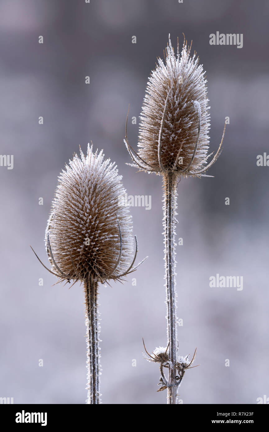 Teasel seedheads hi-res stock photography and images - Alamy