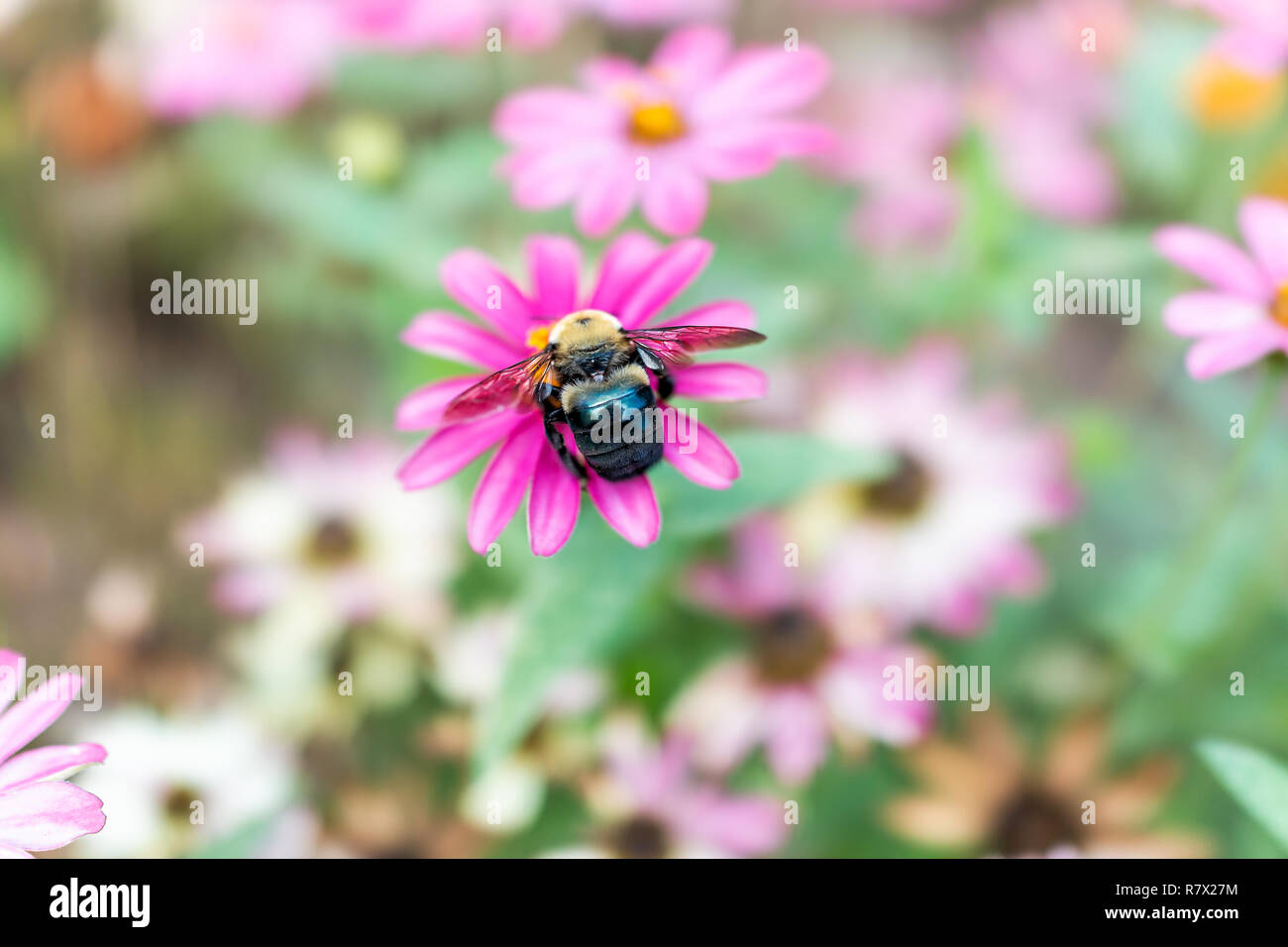 Macro closeup of carpenter bee collecting pollen from pink, purple ...